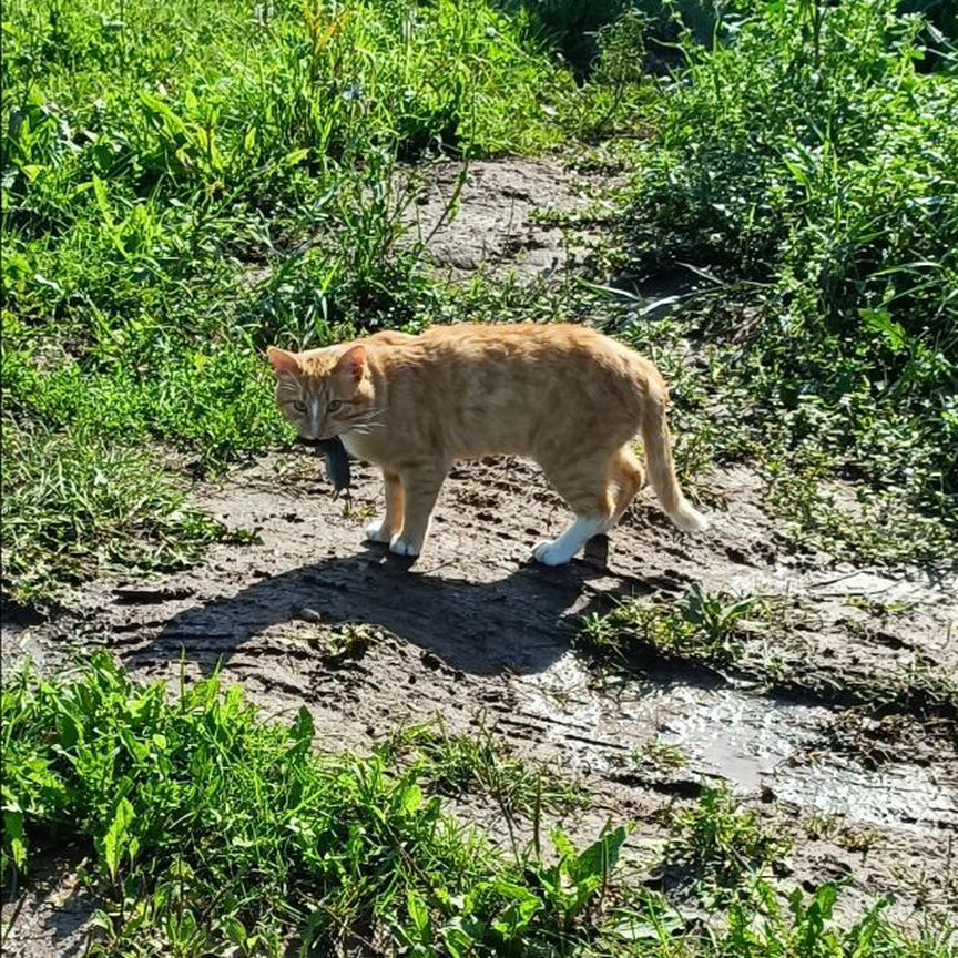 Кот мышелов, живёт во дворе дома