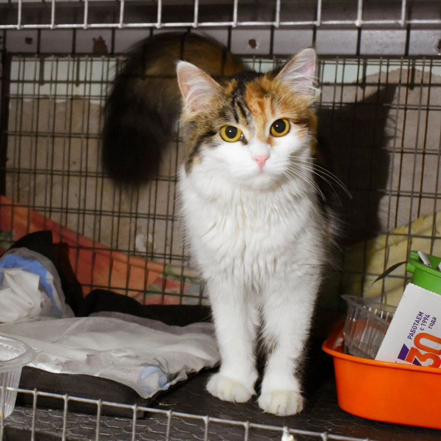 Кошечка Марфушечка