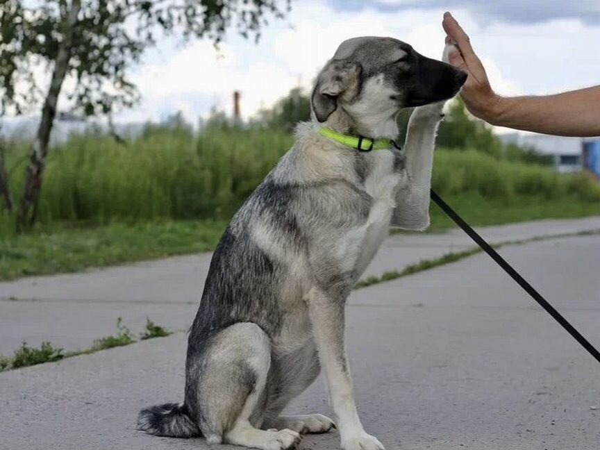 Нежная и скромная собака ждет хозяев в приюте