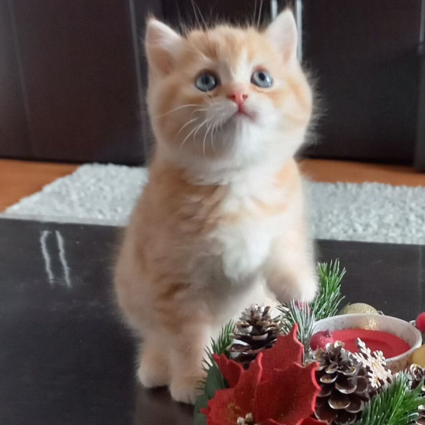 Шотландский прямоухий короткошёрстный котёнок