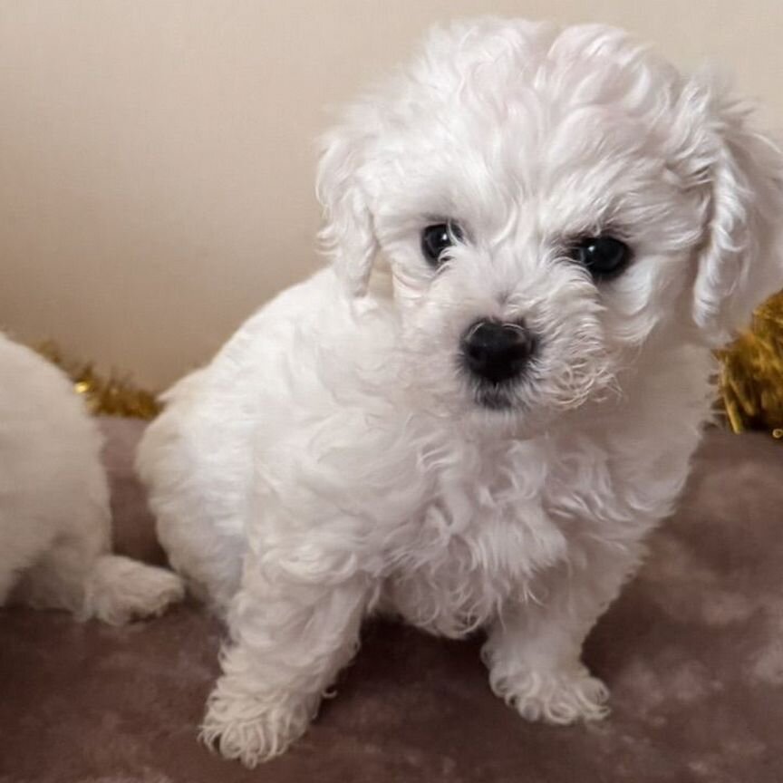 Бишон фризе, щенок