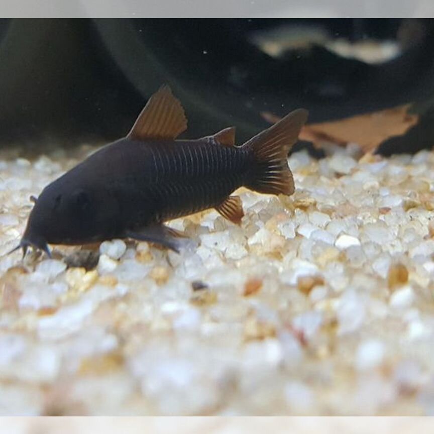 Коридорас венесуэла блэк