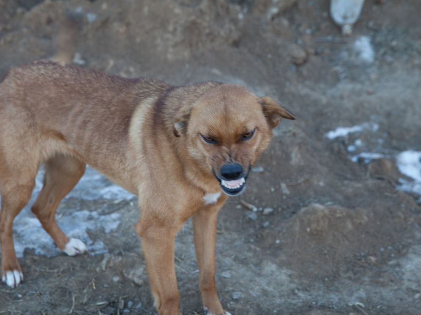 Собака в добрые руки отдам бесплатно