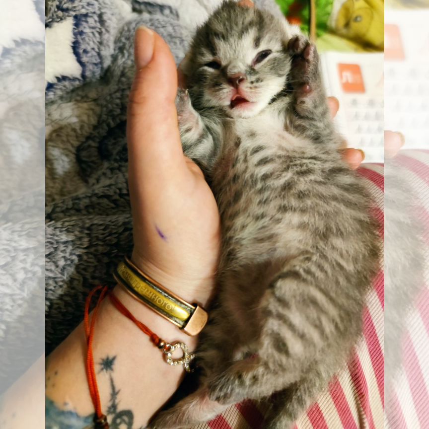 Котенок