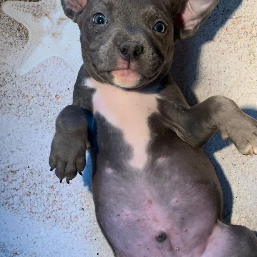 Малыши американские булли