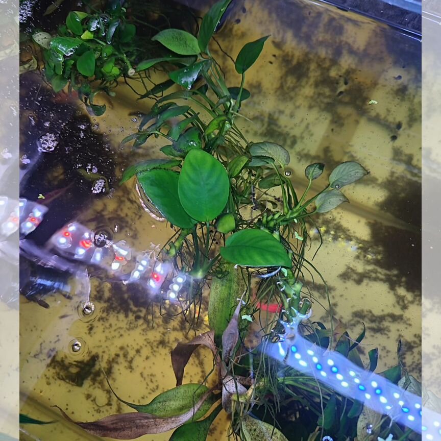 Анубиас растения