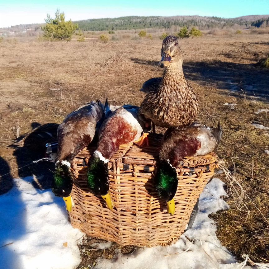 Подсадные утки