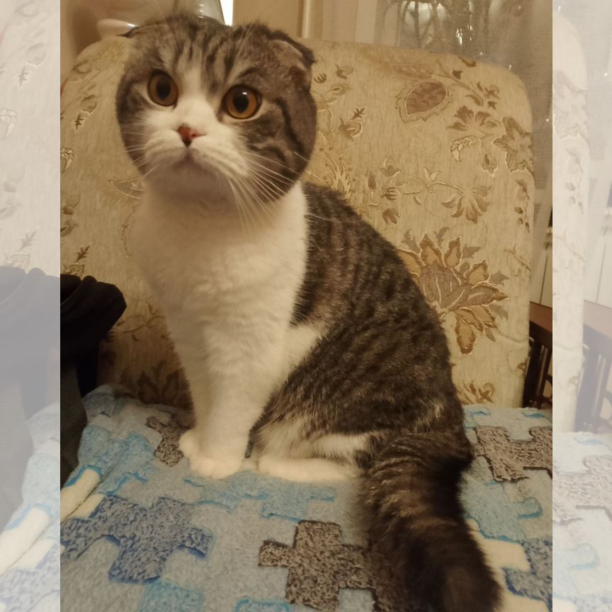 Шотландский вислоухий короткошёрстный, взрослый кот