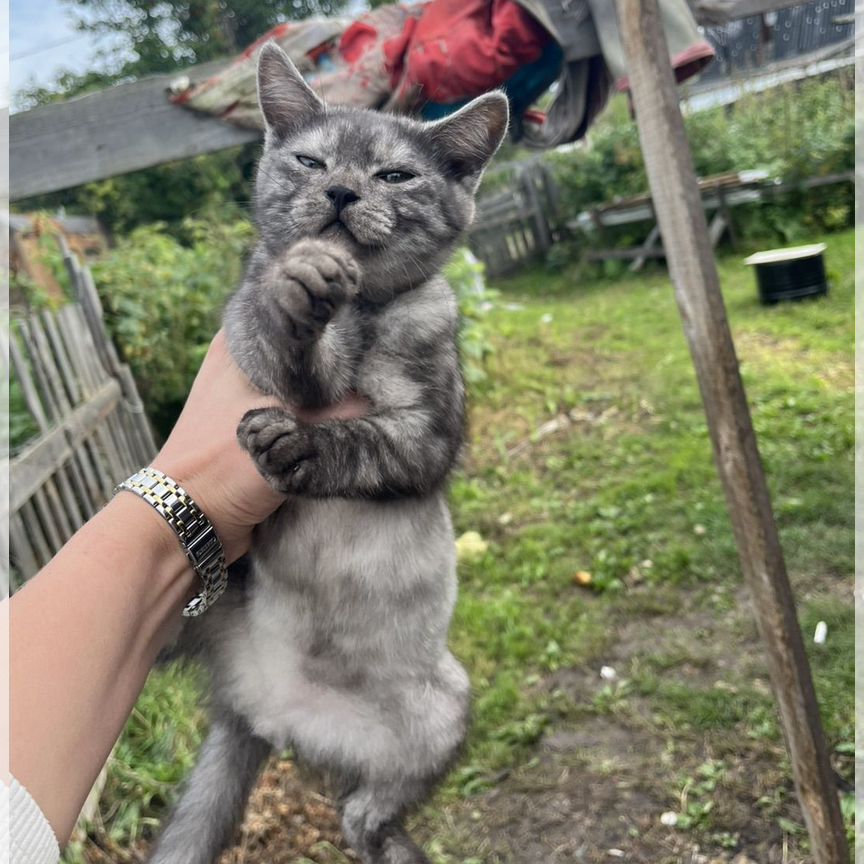 Котята