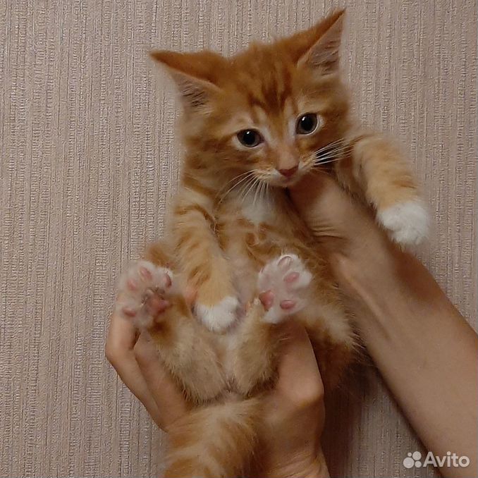 Ярко-рыжий котёнок Майк в поисках семьи