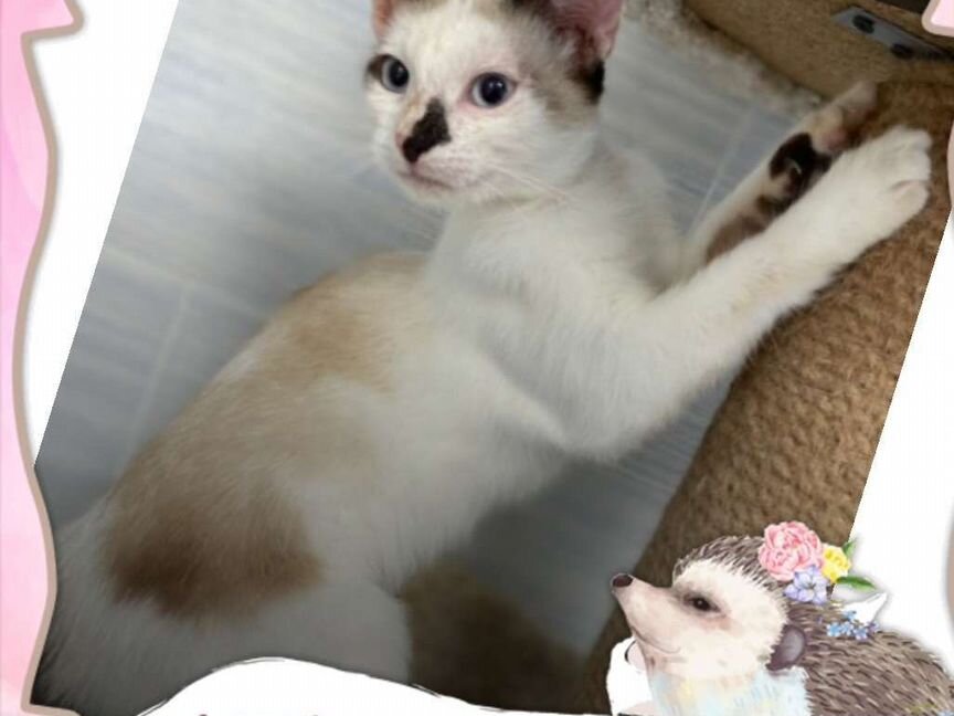 Кошка изящная красотка