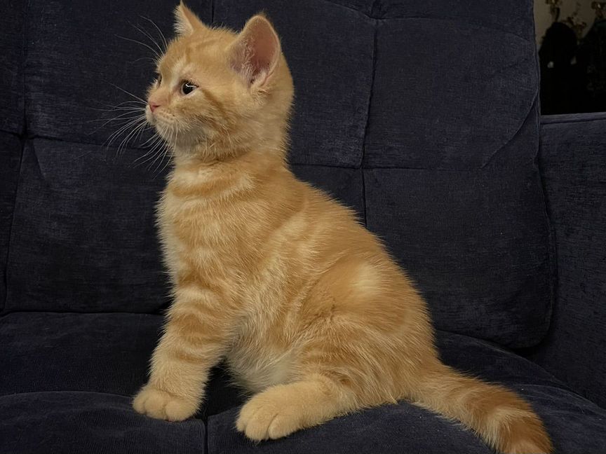 Шотландский рыжий котенкок