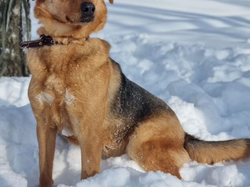 Собака в добрые руки отдам бесплатно