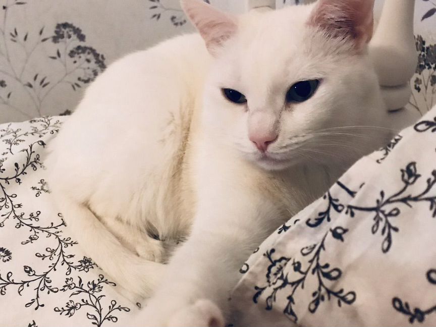 Брусника кошка