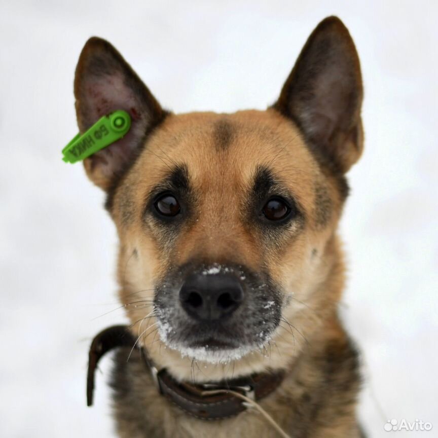 Миниовчарка из приюта