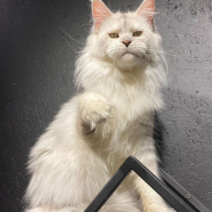 Кошка мейнкун