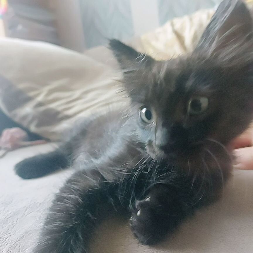 Отдаем котёнка в надёжные руки