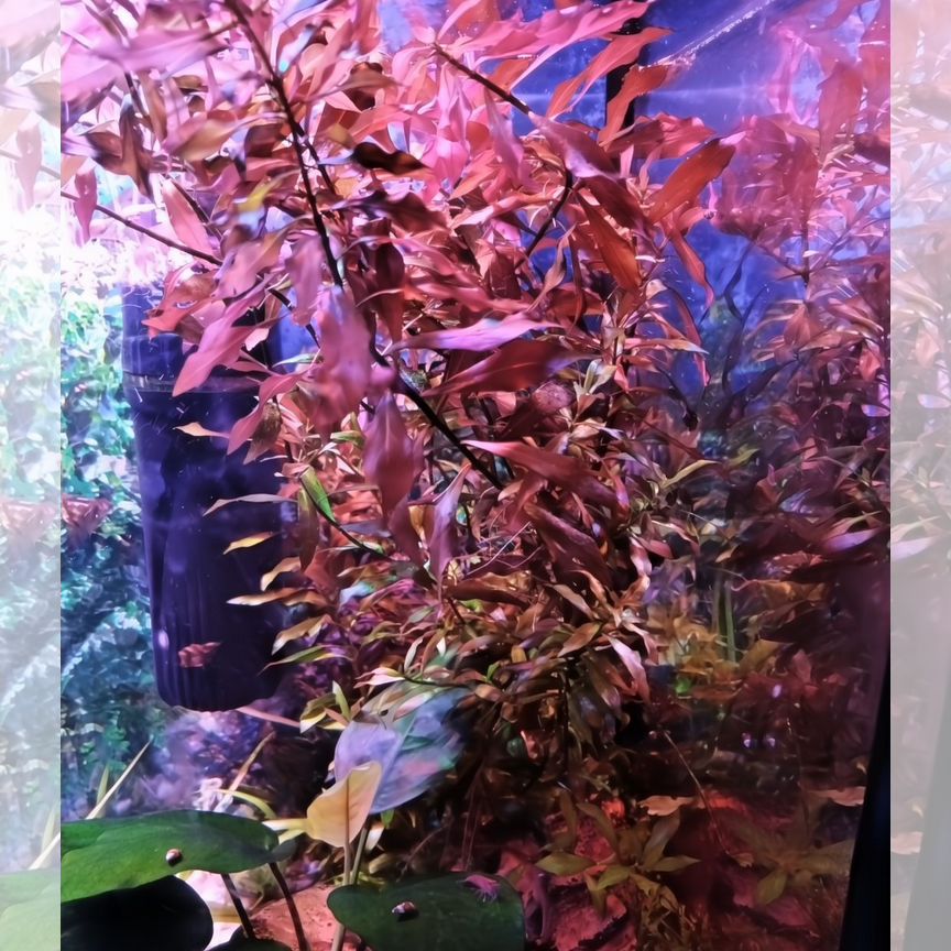 Водоросли для аквариума