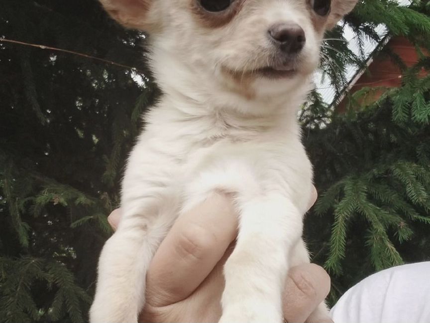 Чихуахуа мини