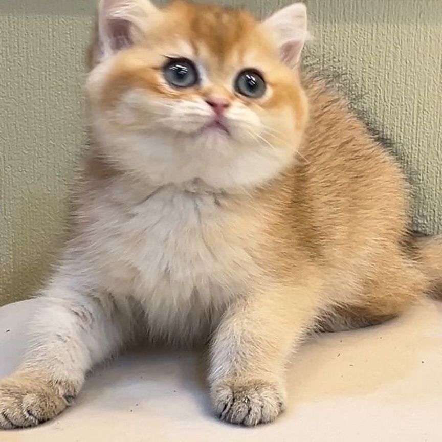Британский короткошёрстный котёнок