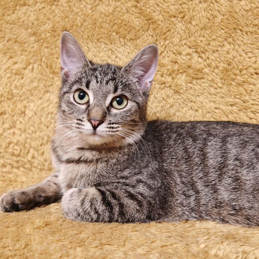 Взрослая кошка в добрые руки