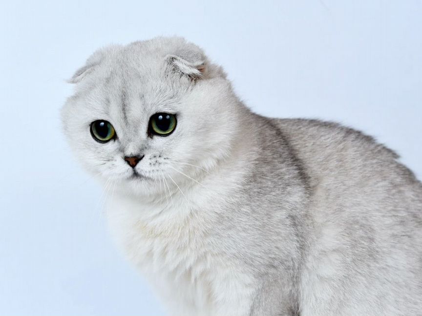Шотландская вислоухая кошка