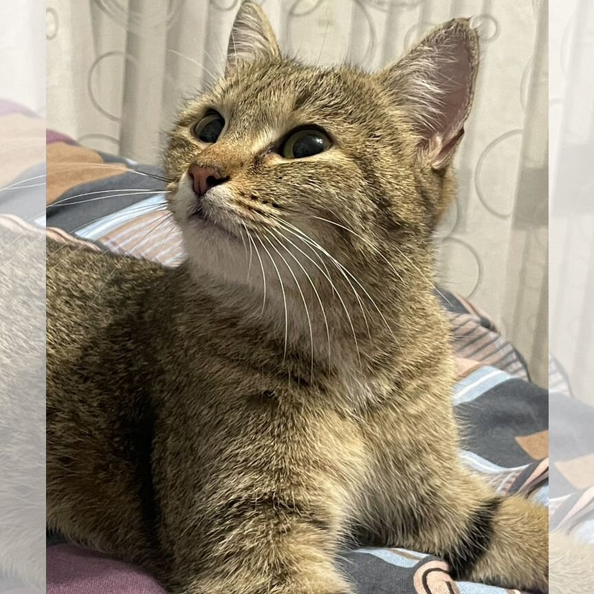 Найдена кошка