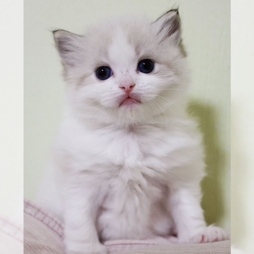 Рэгдолл котёнок