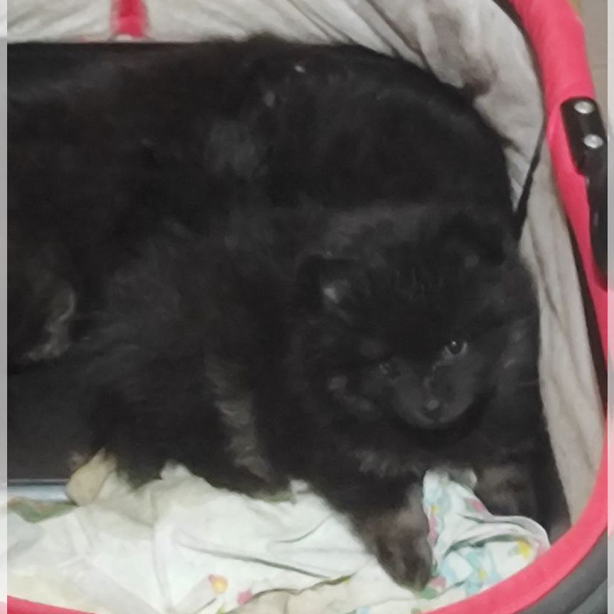 Немецкий шпиц, щенок