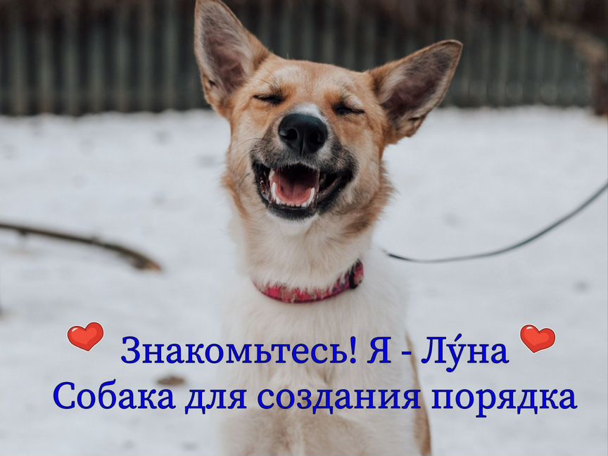 Луна - собака для порядка в добрые руки