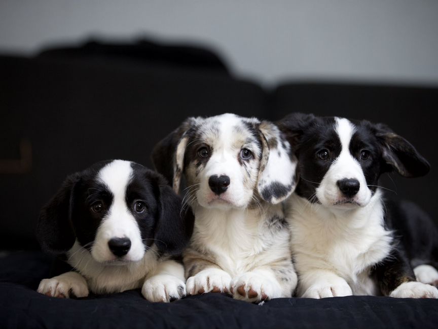 Вельш корги кардиган. Питомник РКФ