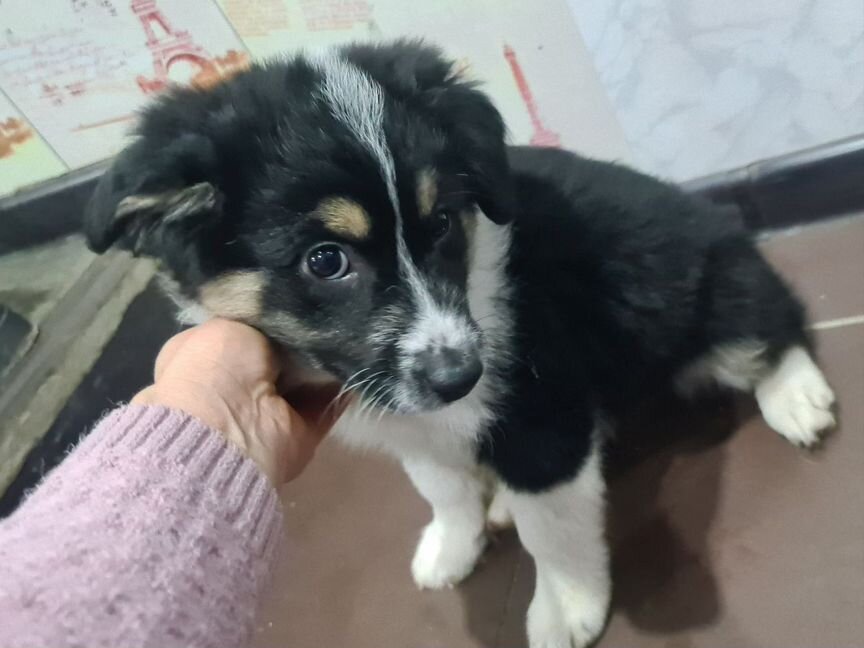 Гретта в руки надёжных хозяев. Стерилизация в дар