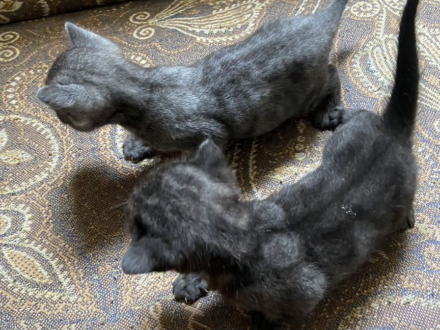 Бенгальские котята