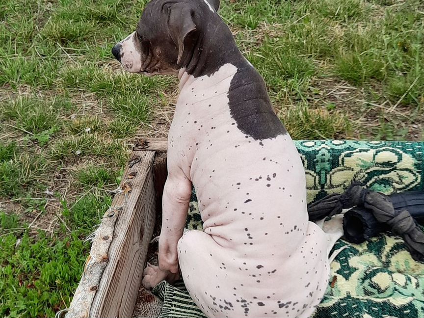 Американская голая терьерочка