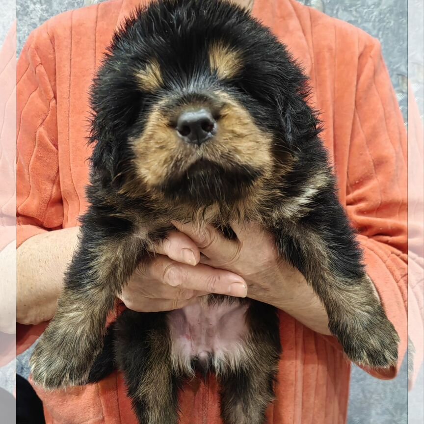 Тибетский мастиф щенки