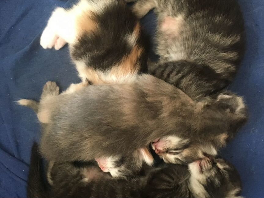 Пристрою котят (мальчик и 3 девочки) в добрые руки