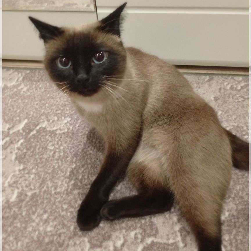 Тайский кот, взрослый