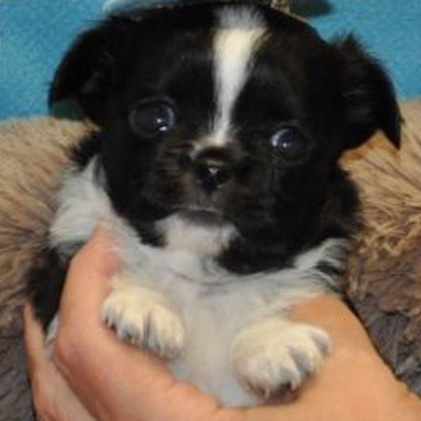 Чихуахуа, щенок