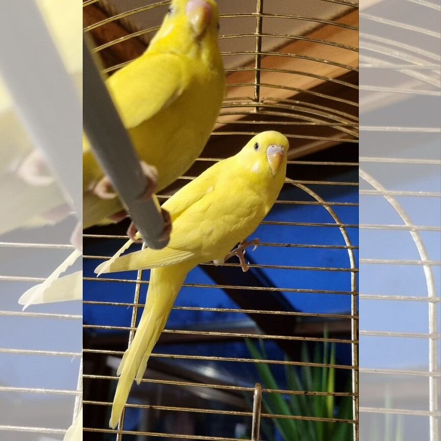 Птенцы волнистый попугай