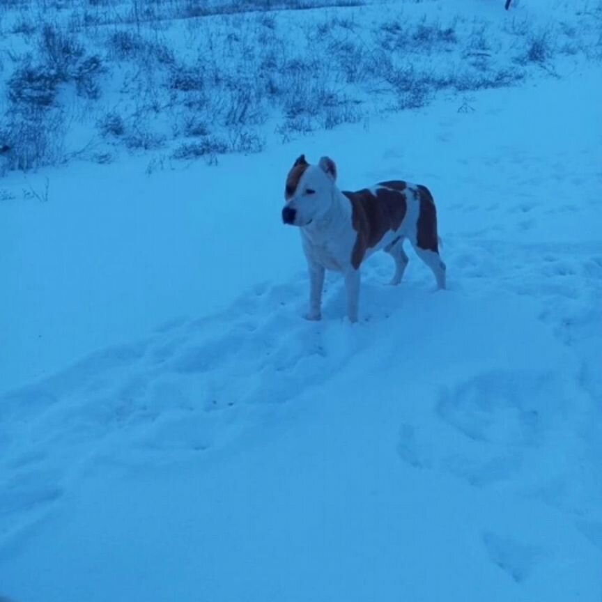 Продам стаффа