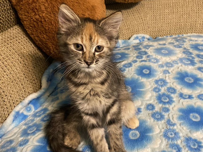 Котенок в добрые руки