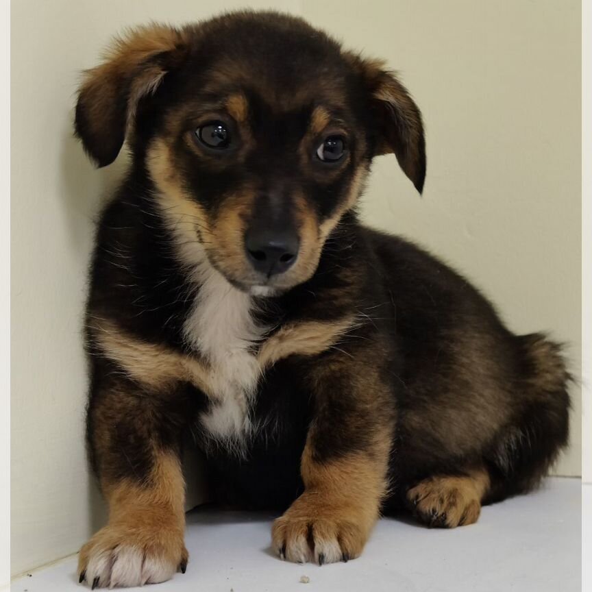 Щенок в добрые руки