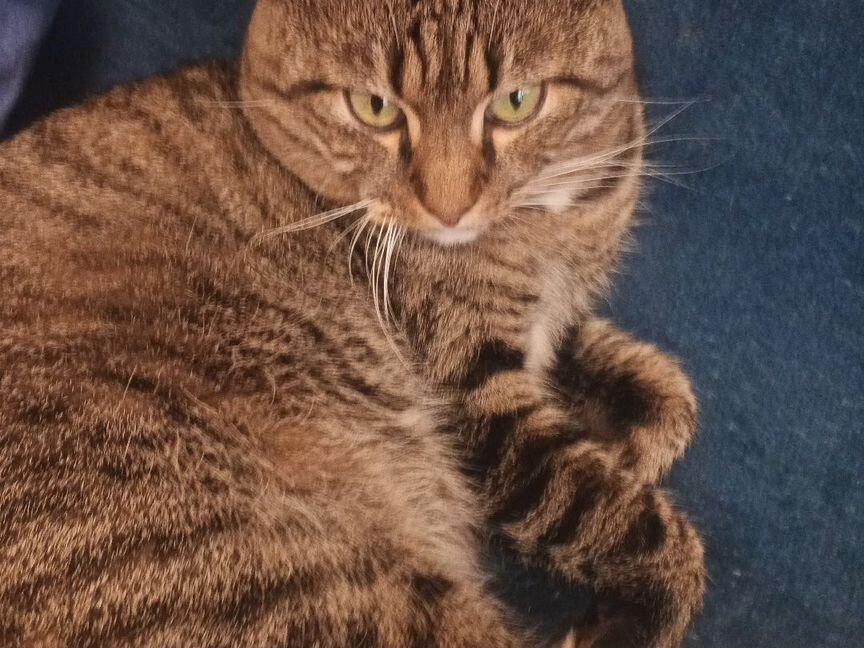 Кот для вязки