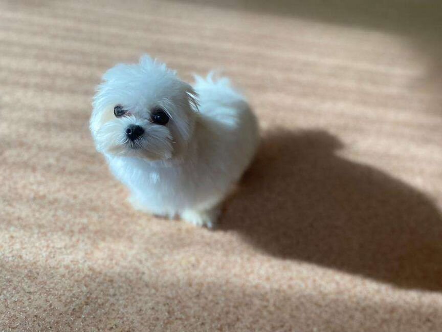 Вязка мальтезе