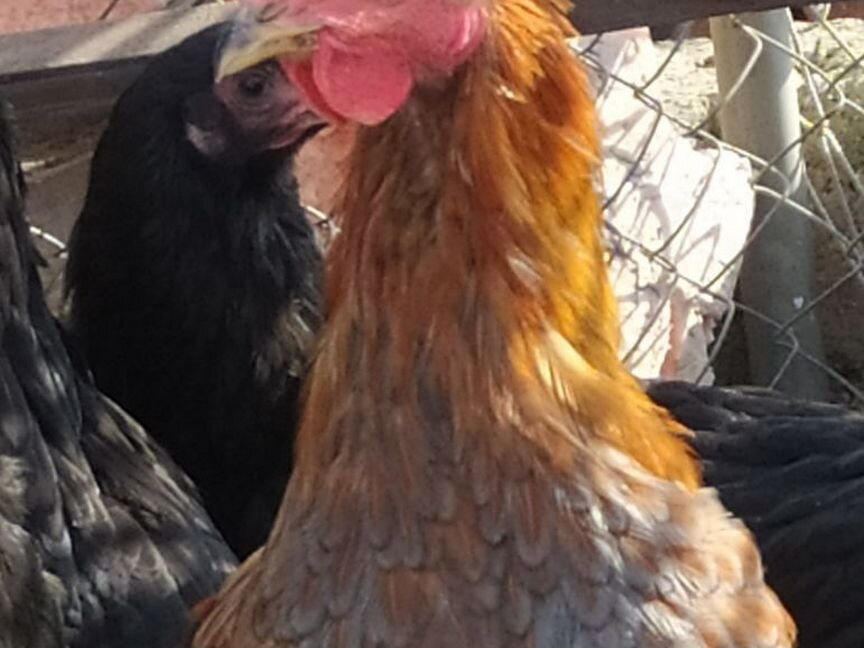 Молодые петухи