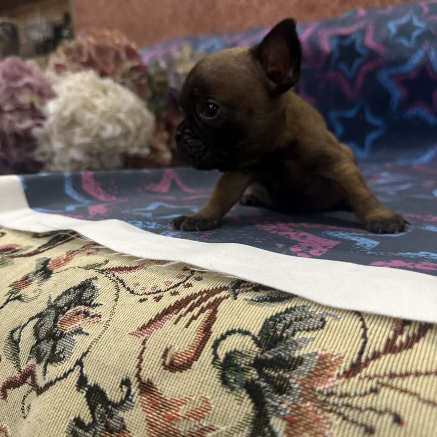 Французский бульдог мальчики