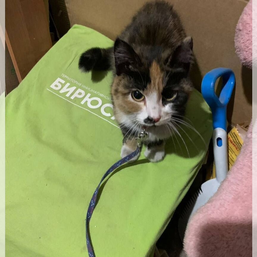 Котёнок в добрые руки