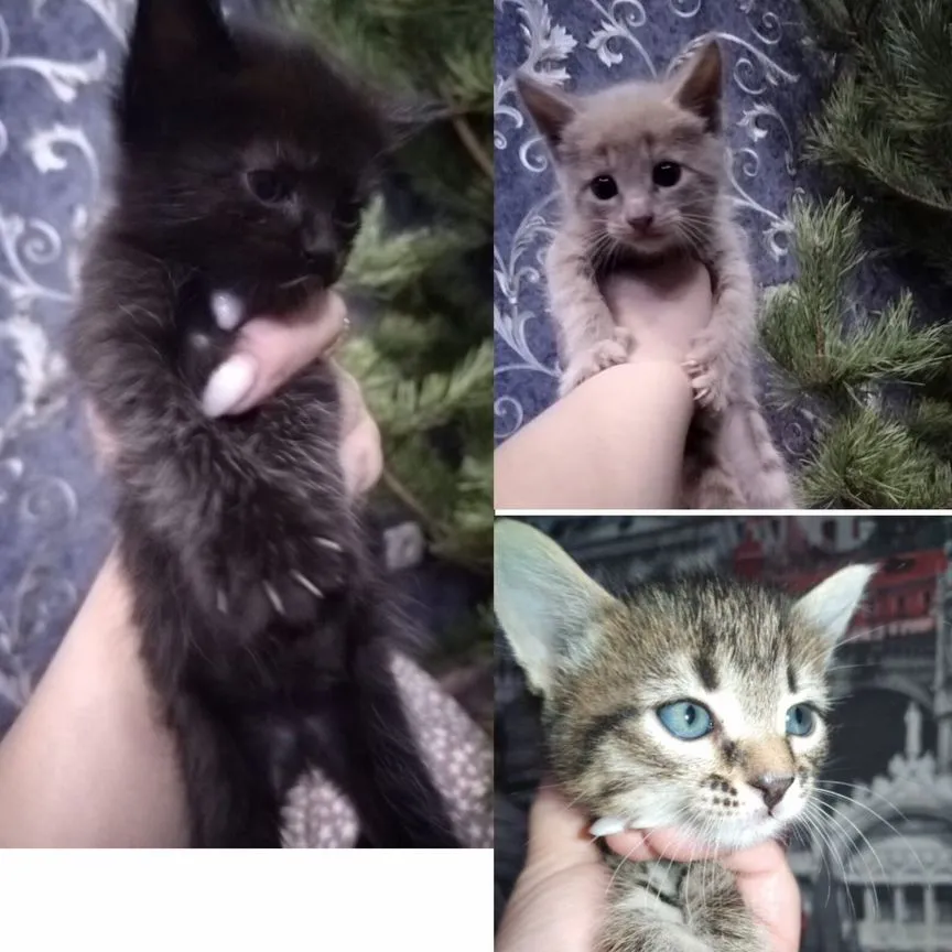 Котятам нужен дом
