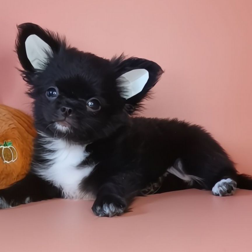 Чихуахуа, щенок