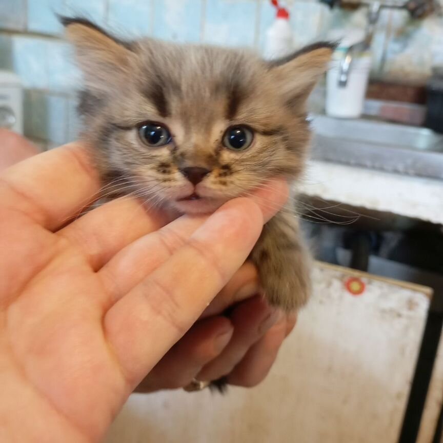 Котёнок